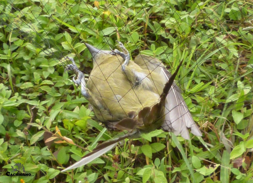 Alquiler redes de niebla